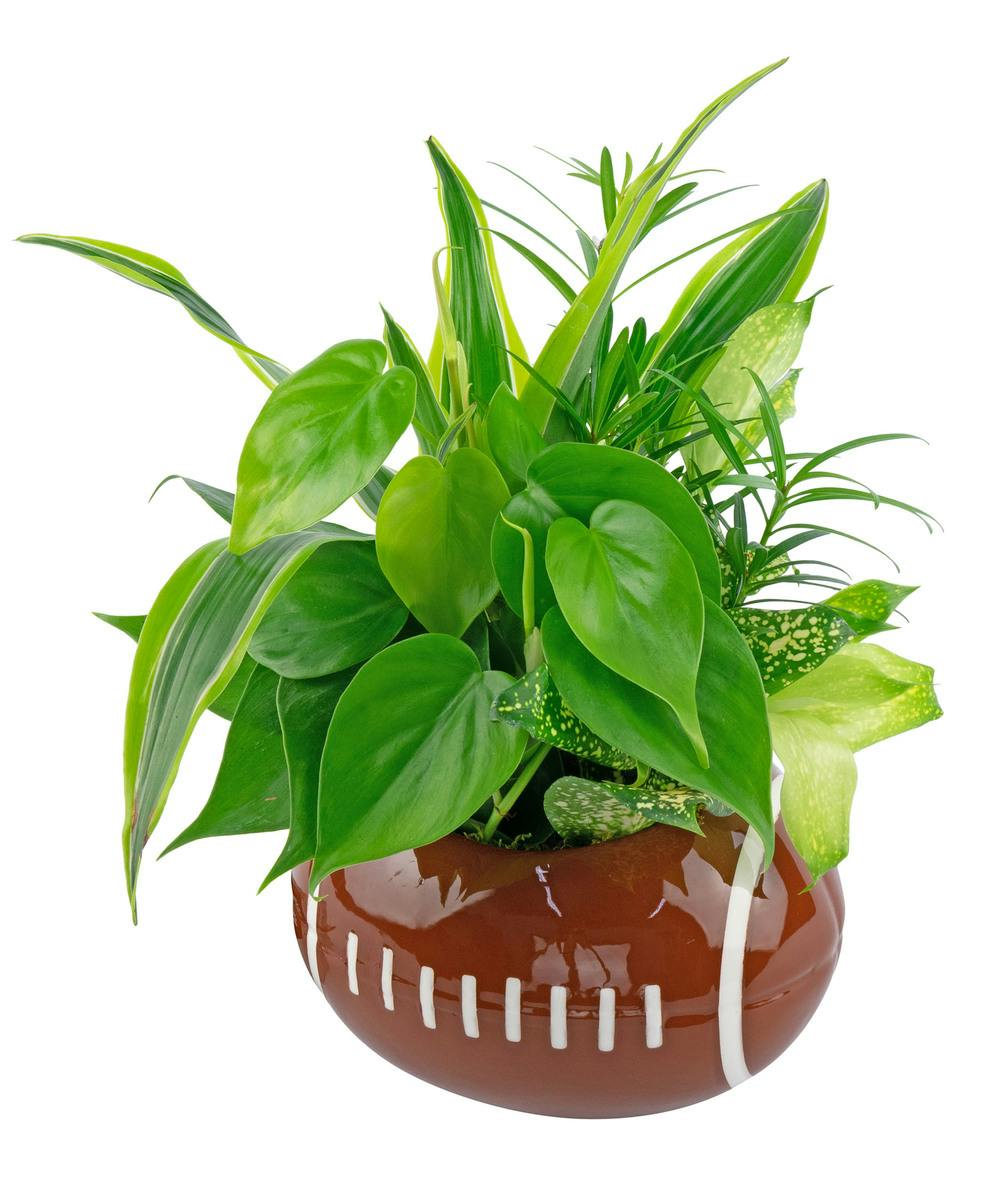 Football Planter, Zeidler's Flowers